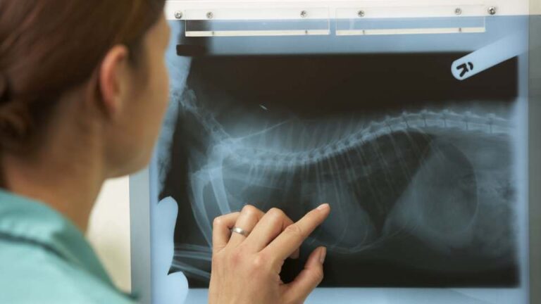 Veterinary Waste Guide 2025 | Waste Managed