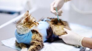 Veterinary Waste Guide 2025 | Waste Managed