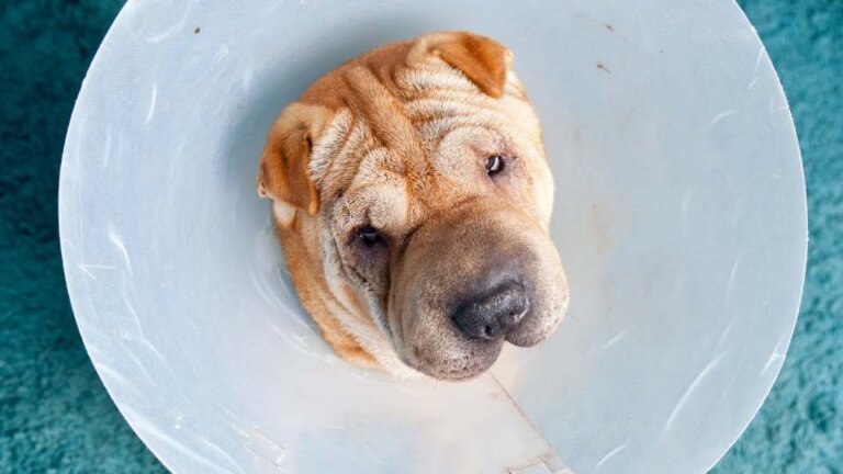 Veterinary Waste Guide 2025 | Waste Managed