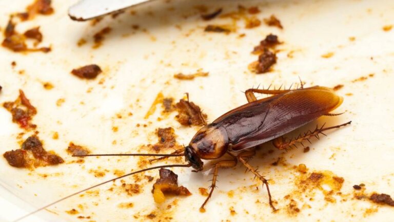 How to Get Pest Control for Cockroaches | Waste Managed