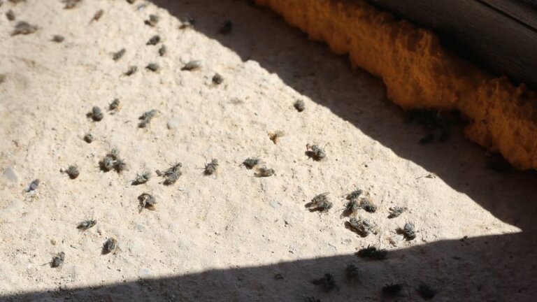 How to Get Pest Control for Flies | Waste Managed