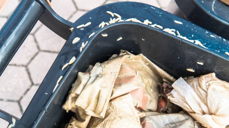 How to Get Rid of Maggots in a Wheelie Bin | Waste Managed