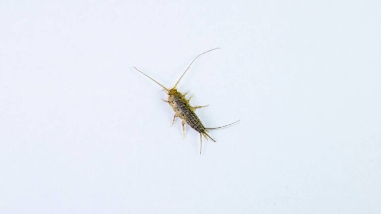 How to get Pest Control For Silverfish | Waste Managed